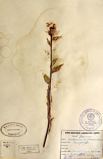 carthamus_tinctorius