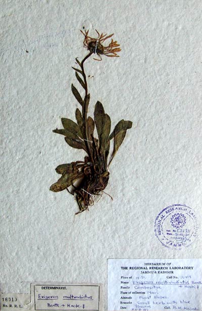 erigeron_multiradiatus