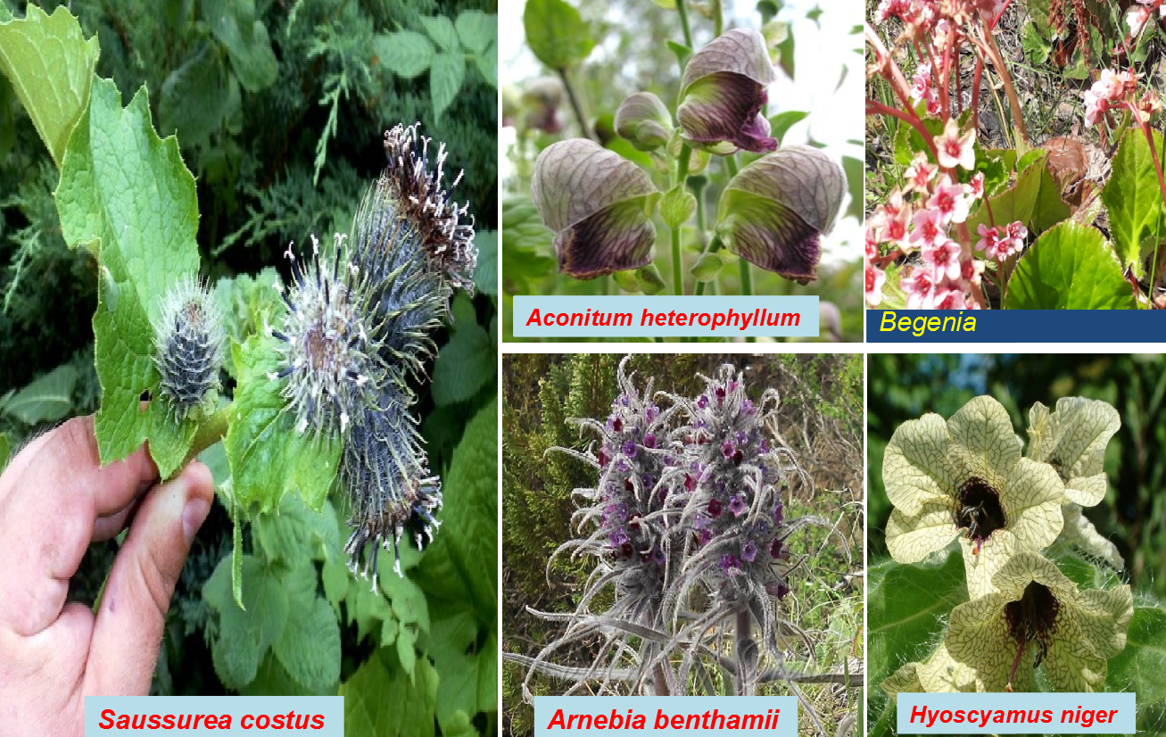 Verinag Farm – सीएसआईआर-भारतीय समवेत औषध संस्थान